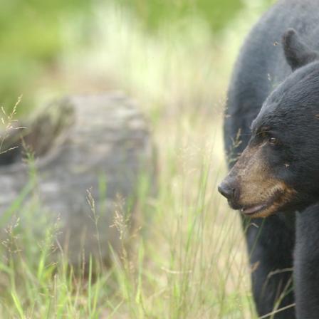 Photos - Réserve faunique de Matane - Réserves fauniques - Sépaq