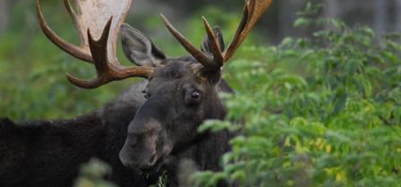 Photos - Réserve faunique Mastigouche - Réserves fauniques - Sépaq