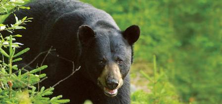 Photos - Réserve faunique des Laurentides - Wildlife Reserves - Sépaq