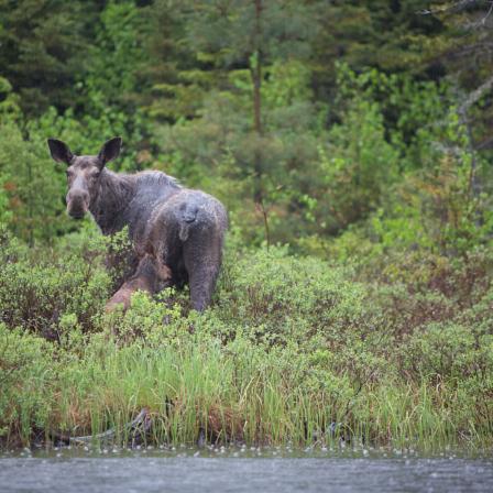 Photos - Réserve faunique Mastigouche - Réserves fauniques - Sépaq
